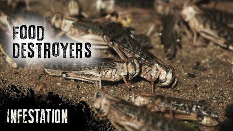 Locust plague: The Swarm is Coming | Infestation | Episode 1