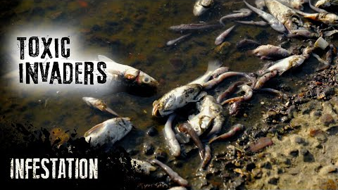 Dangerous Fishes: The sea invasion | Infestation | Episode 2