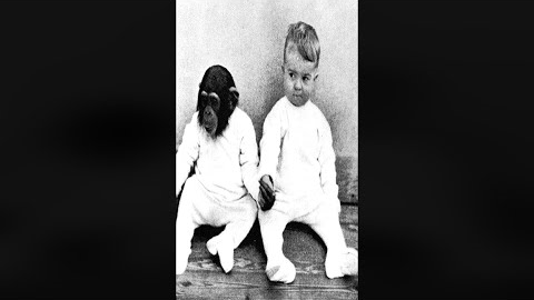 The Human Chimpanzee Experiment That Terrified Scientists