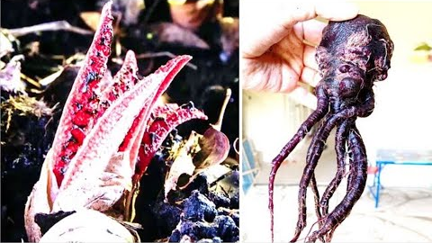 This Chernobyl Ranger Just Revealed A New Species Is